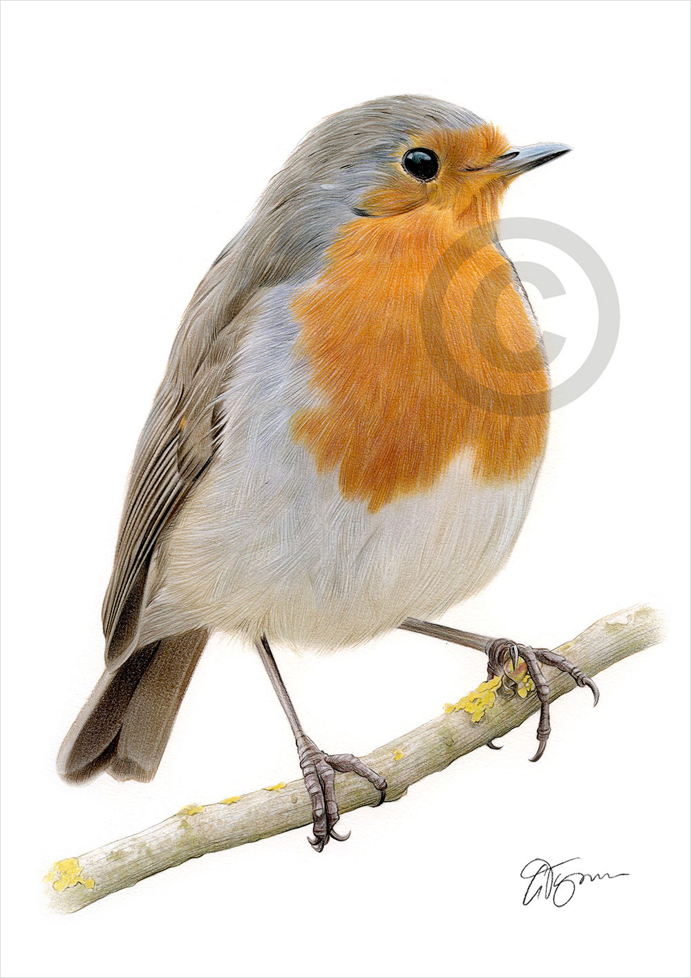 ROBIN REDBREAST colour pencil drawing print A4 / A3 signed by UK artist artwork | eBay