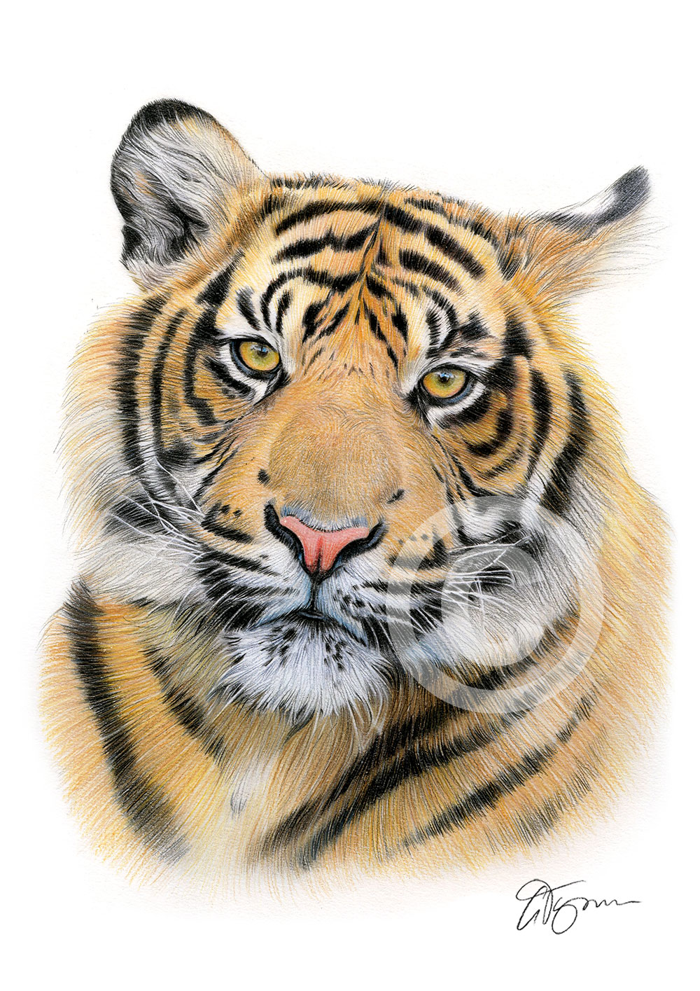 Tiger Pencil Drawing With Colour