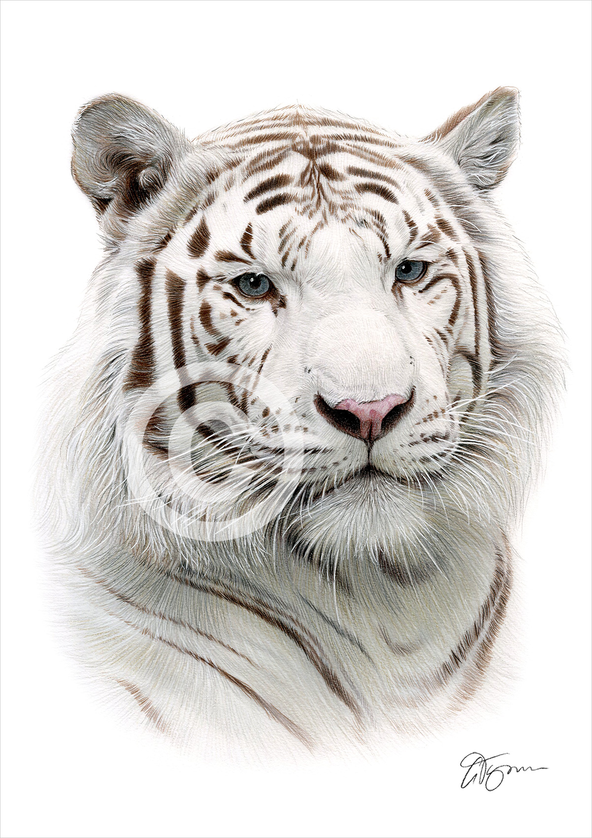 White Siberian Tiger Drawing 190+ White Siberian Tiger Drawing Stock