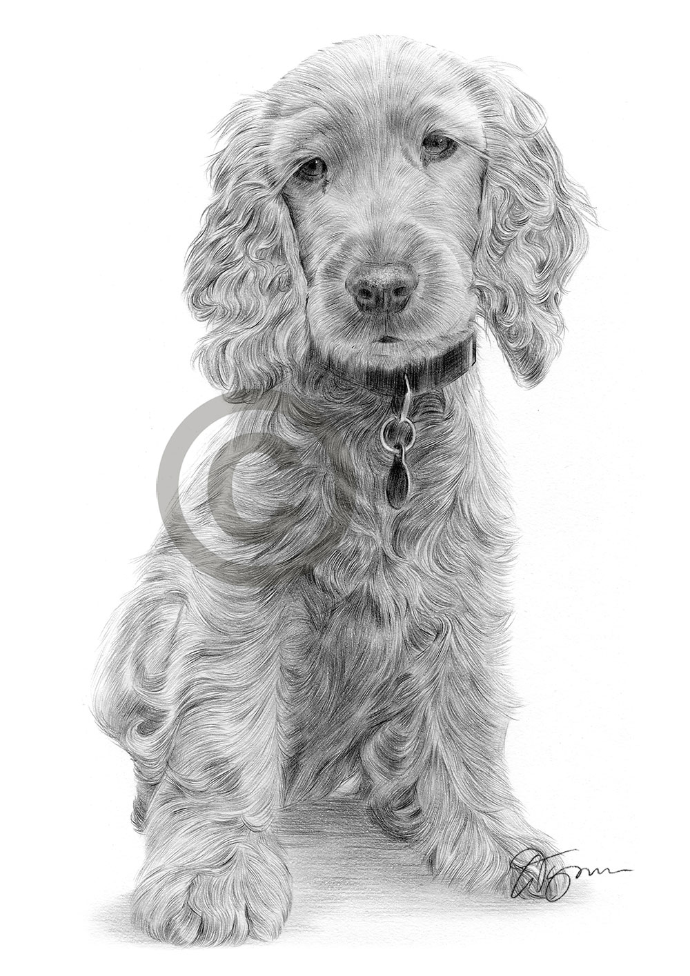 COCKER SPANIEL PUPPY pencil drawing art print A3 / A4 sizes signed Pet ...