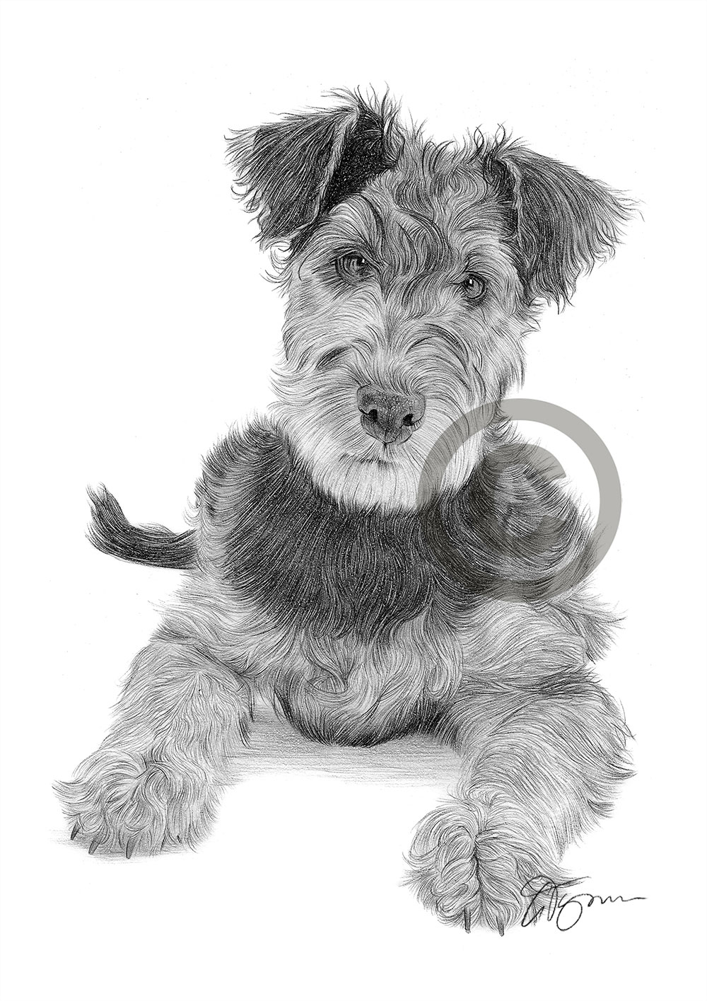 AIREDALE TERRIER PUPPY pencil drawing art print A4 only signed artwork ...